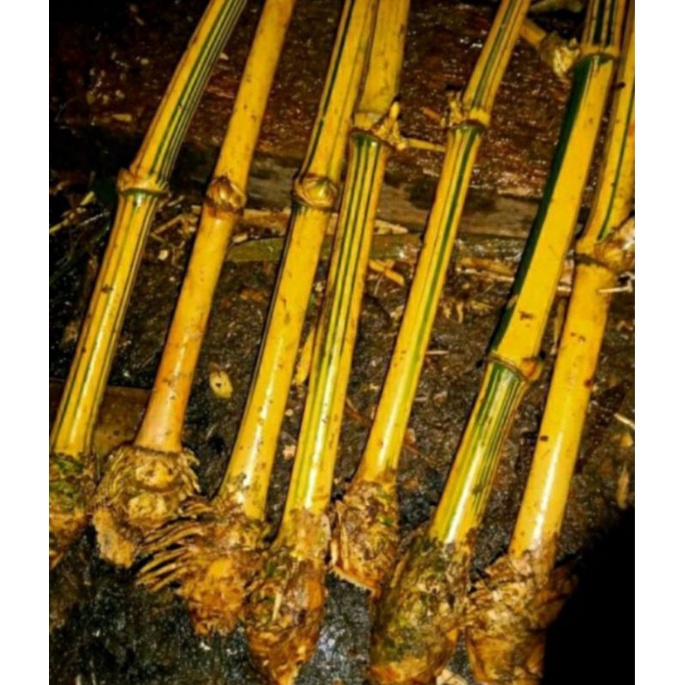 Jual Bibit bambu kuning berbonggol - bibit bambu kuning super bibit ...