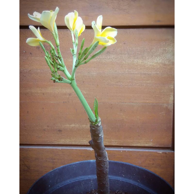 Jual Pohon Bunga Kamboja Bali Kuning Putih | Plumeria | Bibit Bunga ...
