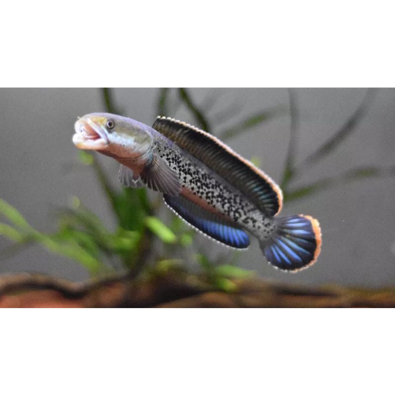 Jual essen stewarti 6-14cm grade A full dot | Shopee Indonesia