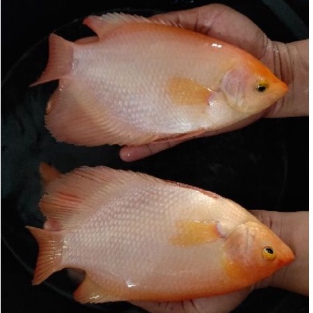 Jual Gurame Padang size jumbo 6-7 jari | Shopee Indonesia