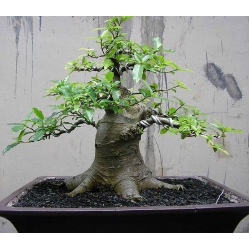 Jual benih pohon loa Thailand ficus racemosa | Shopee Indonesia