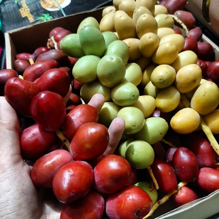 Jual Kurma Muda Fresh Mentah Mix Kuning Merah / Manis Mengkel / Promil ...