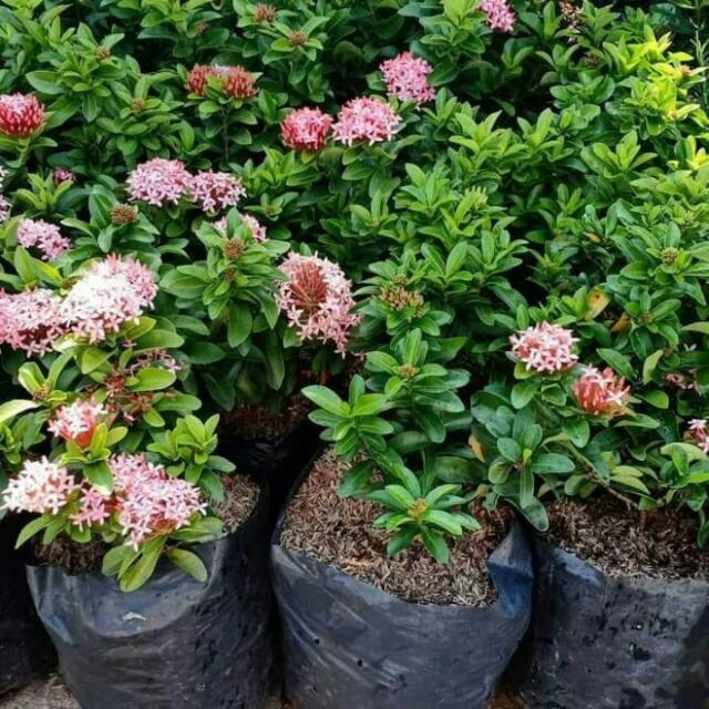 Jual Tanaman Asoka Jambon Tanaman Asoka Pink Tanaman Asoka Mini ...