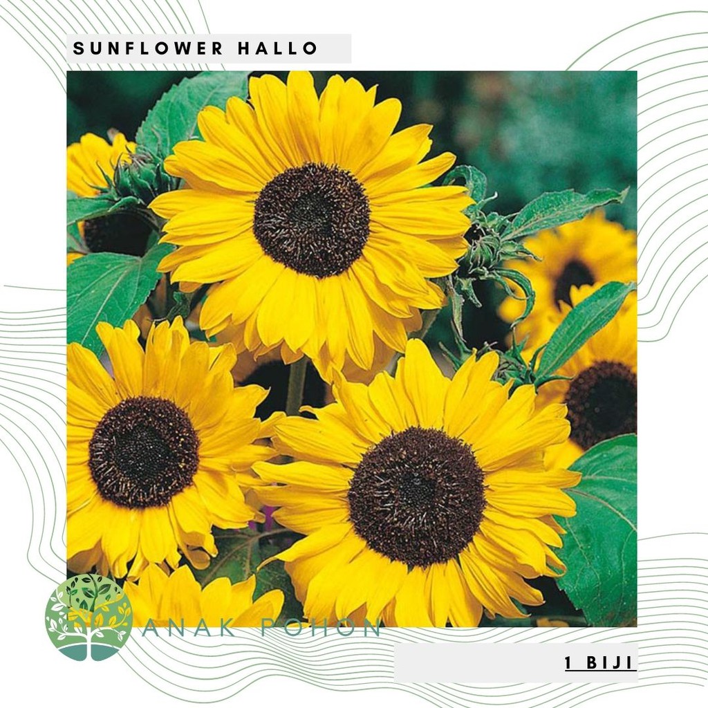 Jual Benih Bibit Biji - Sunflower Hallo Bunga Matahari Flower Seeds ...
