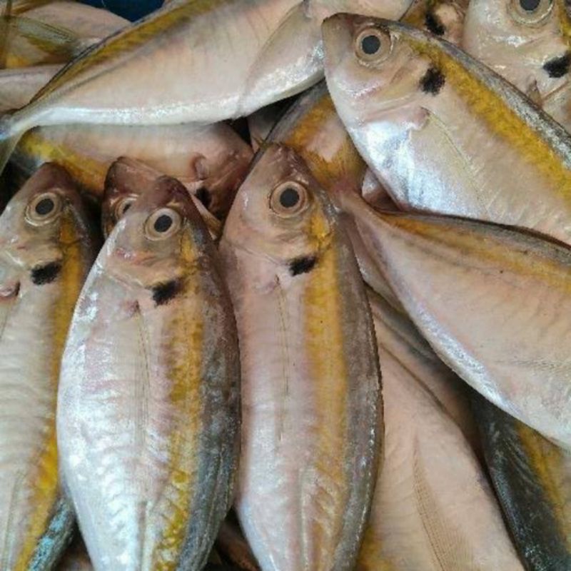 Jual Ikan Selar Kuning Lokal Premium | Shopee Indonesia