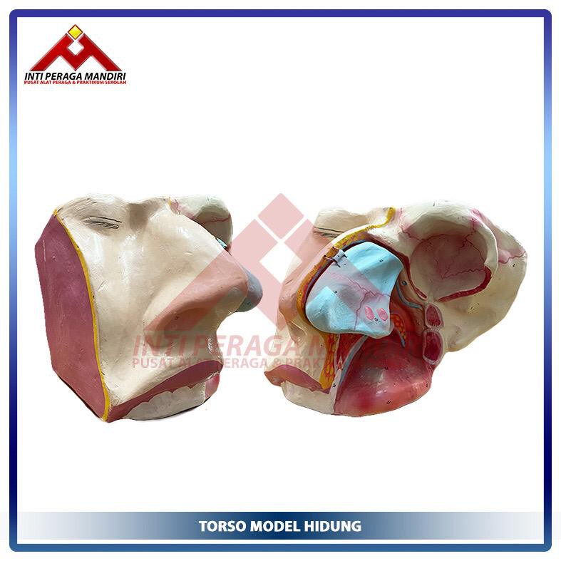 Jual IntiPeragaMandiri - Manekin Torso Model Hidung - Alat Peraga ...