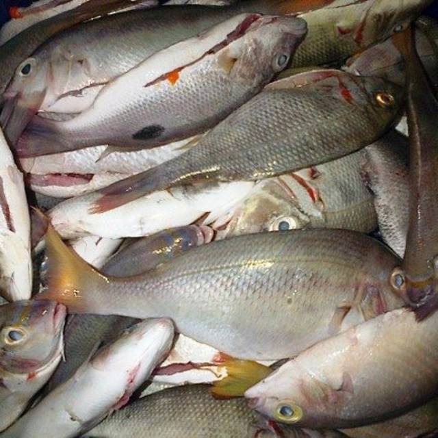 Jual Ikan kakap tanda | Shopee Indonesia