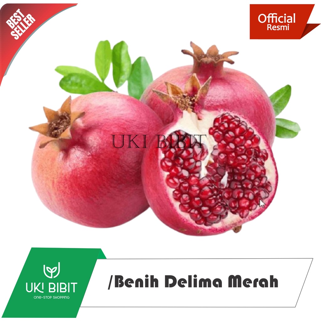 Jual ( 10 Butir ) Benih Biji Delima Merah | Shopee Indonesia
