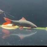 Jual Redfin Shark Jumbo size 13-15cm | Shopee Indonesia