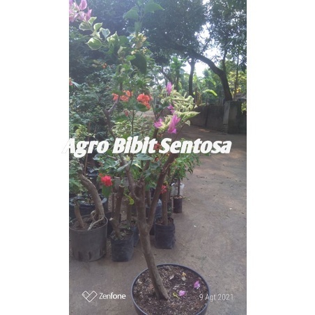 Jual bunga Bougenville 3 warna batang besar | Shopee Indonesia