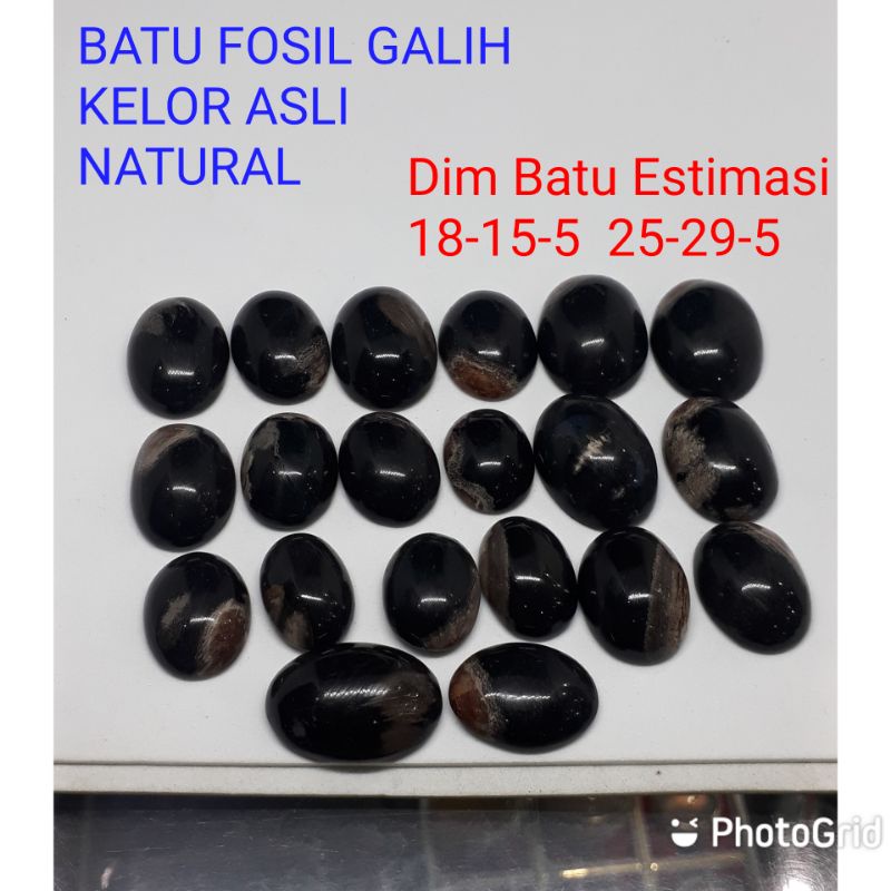 Jual BATU FOSIL GALIH KELOR 2 | Shopee Indonesia