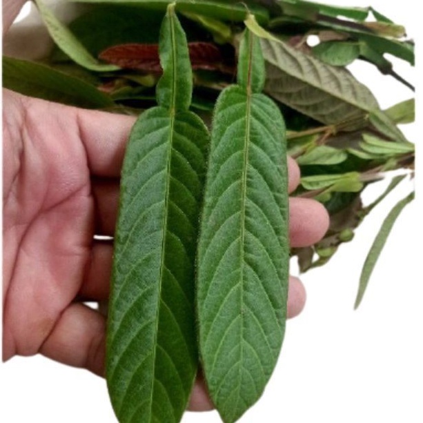 Jual Ready Daun duduk segar siap petik ke kebun netto 100gram | Shopee ...