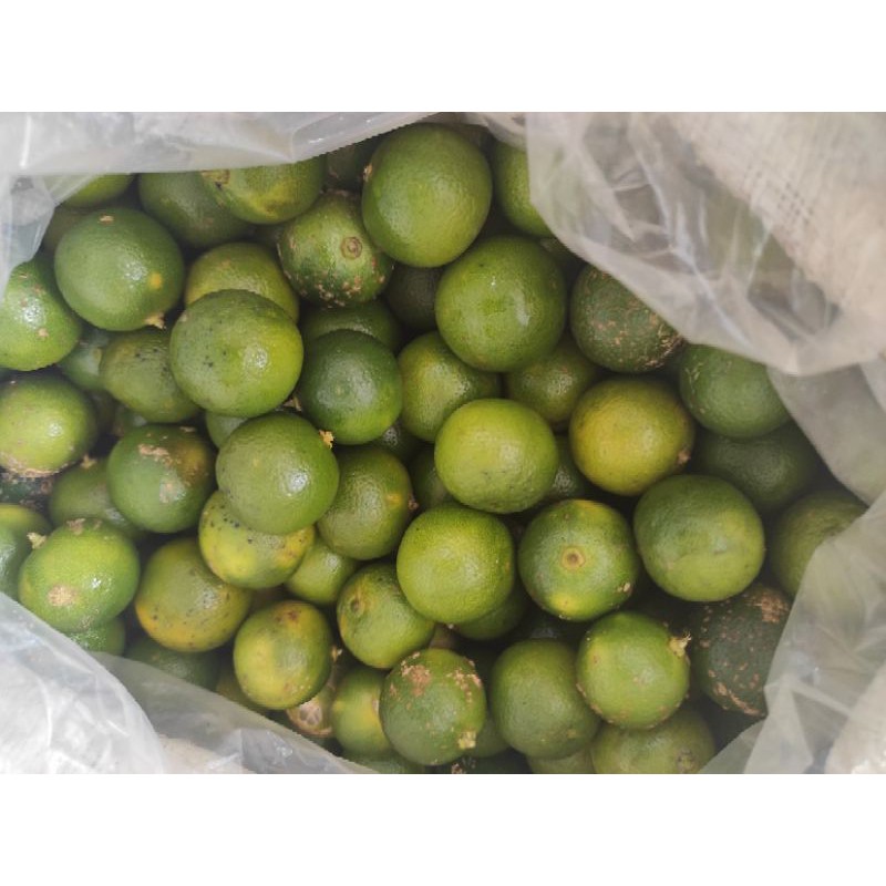 Jual JERUK SONKIT/ sonkit / jeruk kasturi / jeruk kunci /lemon cui ...