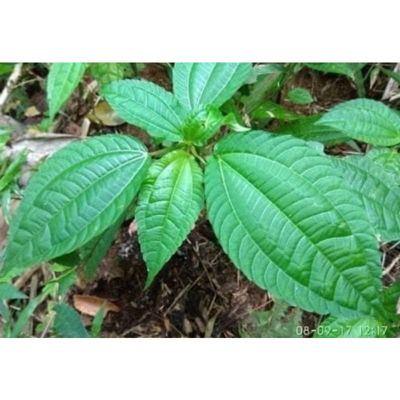 Jual Bibit Tanaman Pohpohan Daun Pohpohan Tanaman Herbal Pohon | Shopee ...