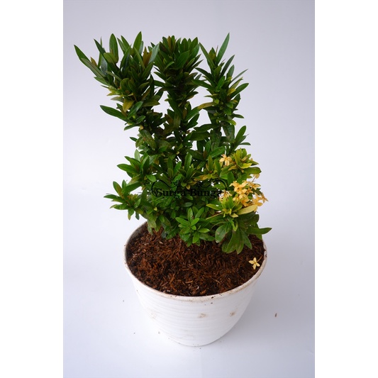 Jual Tanaman Bunga Asoka Kuning (Saraca Indica )Berbunga Rimbun Pohon ...