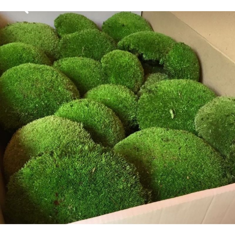 Jual MEDIA TANAM LIVING MOSS LUMUT HIDUP FOREST MOSS LUMUT HUTAN ...
