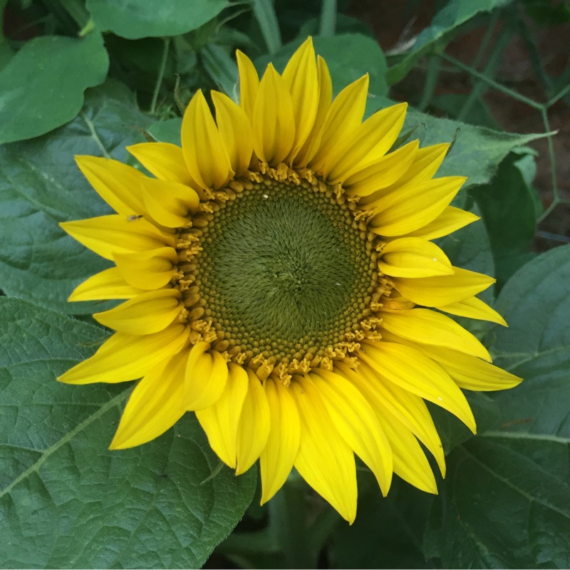 Jual Sunflower Munchkin 5 Biji (Benih Biji Bibit Tanaman Bunga ...