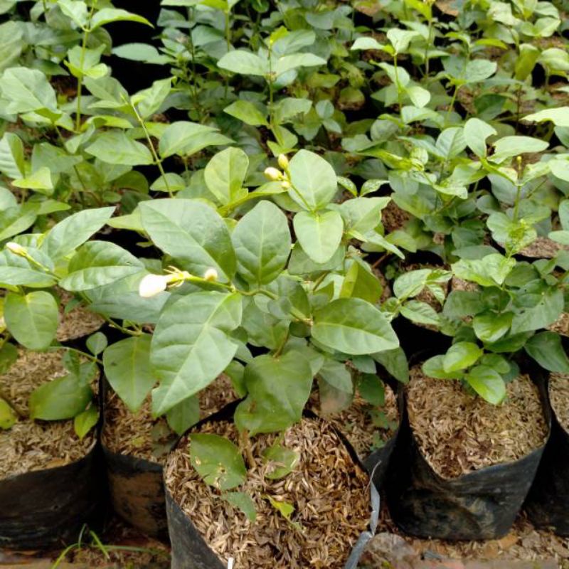 Jual Bunga Melati Hidup Asli / Tanaman Bunga Melati Wangi Melati ...