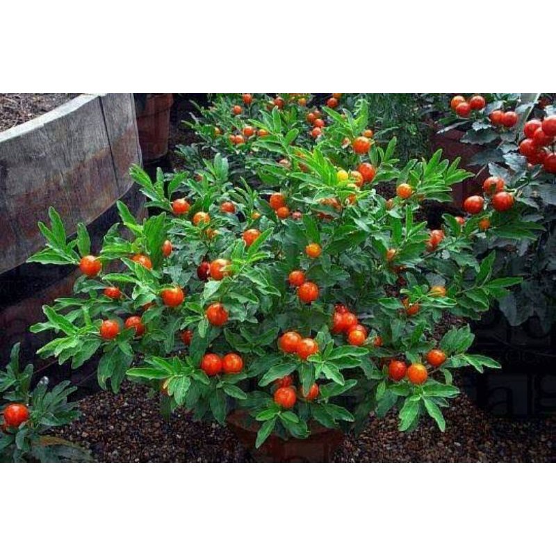 Jual TANAMAN BUAH KRISMIL / CABAI BULAT CABE LOMBOK BULAT HIAS | Shopee ...