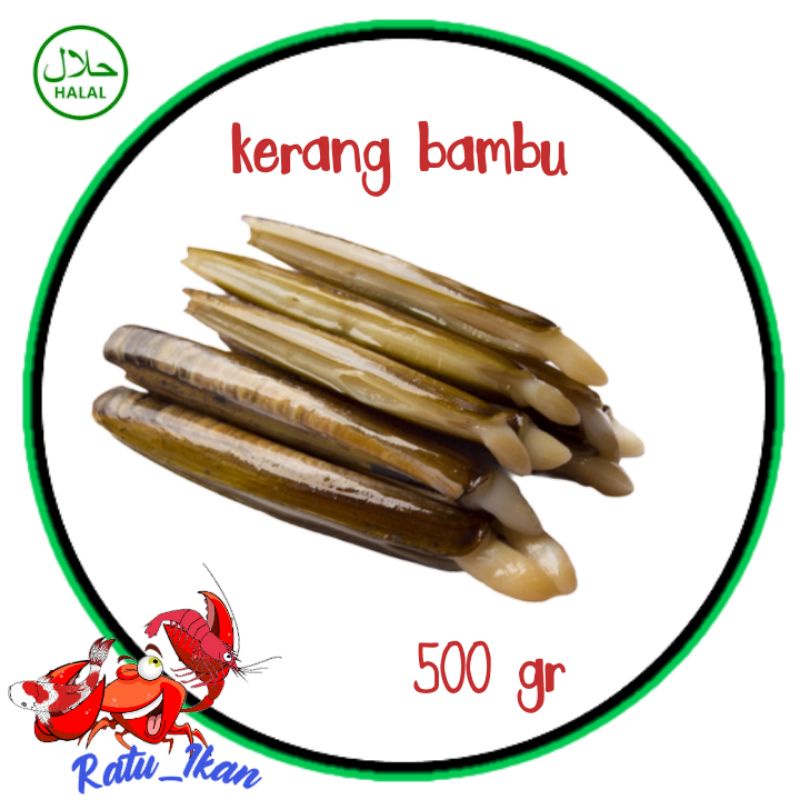 Jual kerang bambu [500gram] ratu ikan | Shopee Indonesia