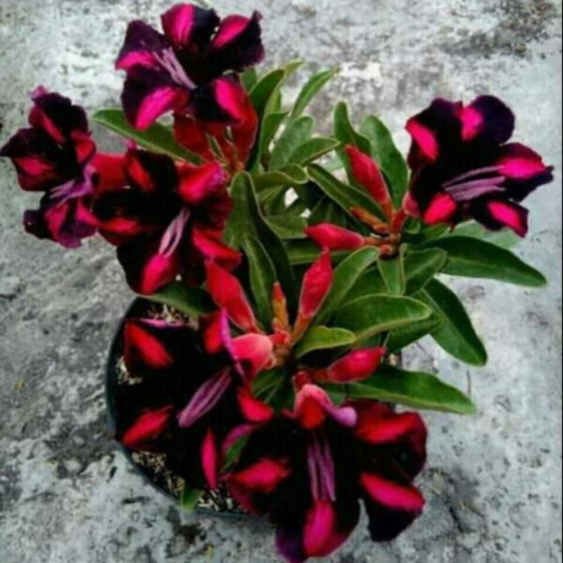 Jual Tanaman hias adenium mahesti bunga hias adenium mahesti tanaman ...