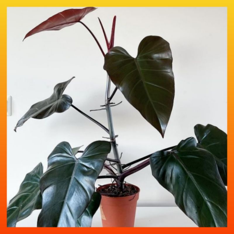 Jual Tanaman Hias Philodendron Dark Lord Bunga Philo | Shopee Indonesia