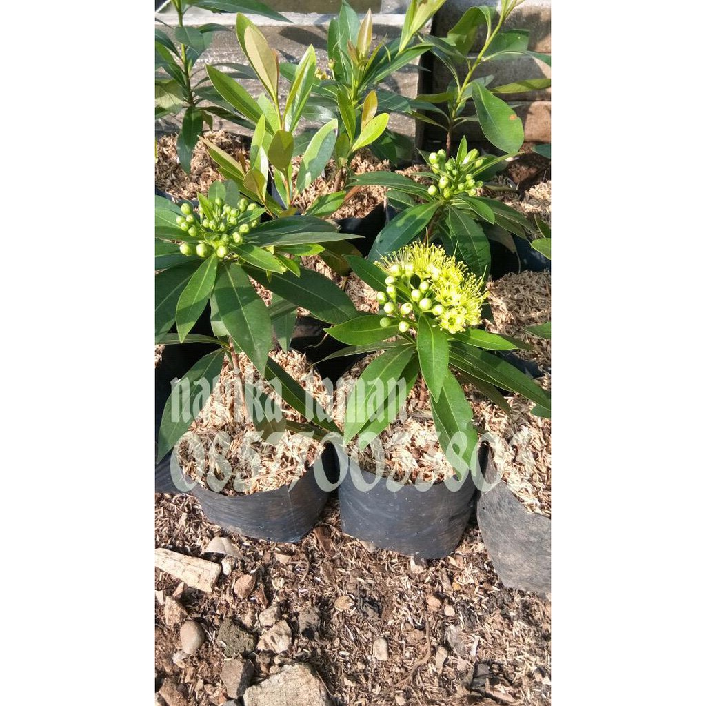 Jual Ide Bibit Tanaman Santos Lemon | Shopee Indonesia