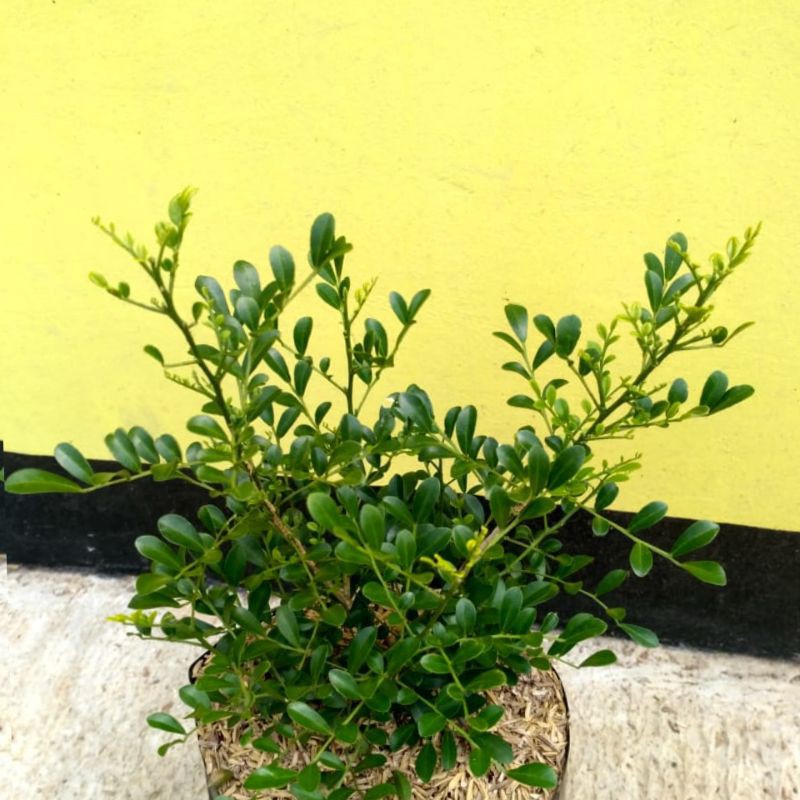 Jual tanaman hias outdour kemuning mikro - bisa dijadikan pagar ...