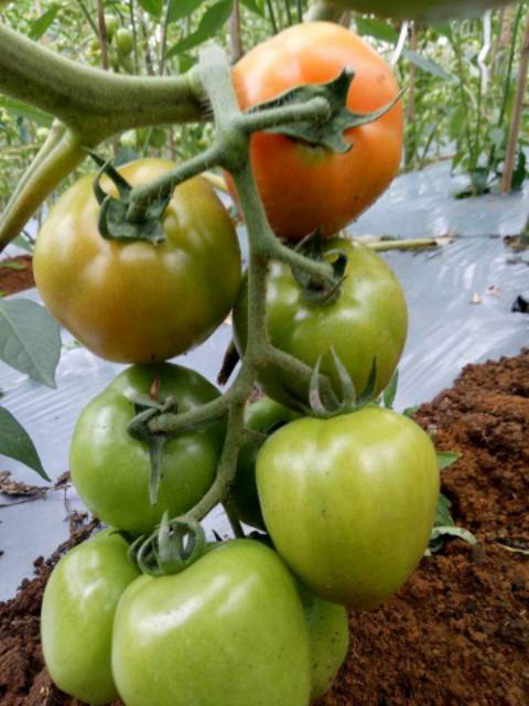 Jual Benih Bibit tomat buah Lexa F1 - Tomat jumbo untuk ukuran tomat ...