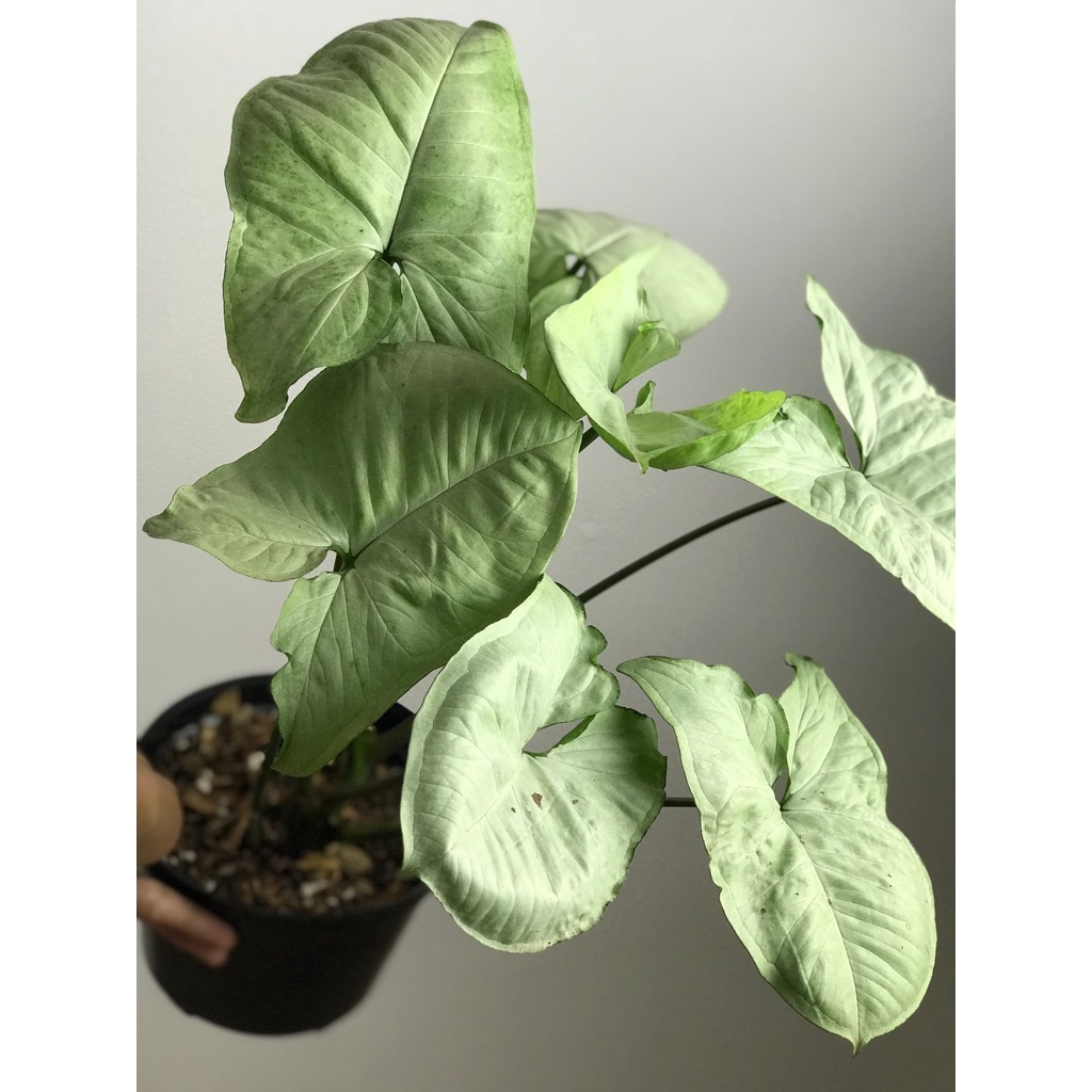 Jual Syngonium Silver Pearl | Shopee Indonesia