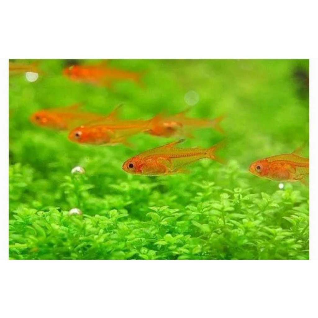 Jual Amandae Tetra/Ember Tetra/ikan aquascape | Shopee Indonesia