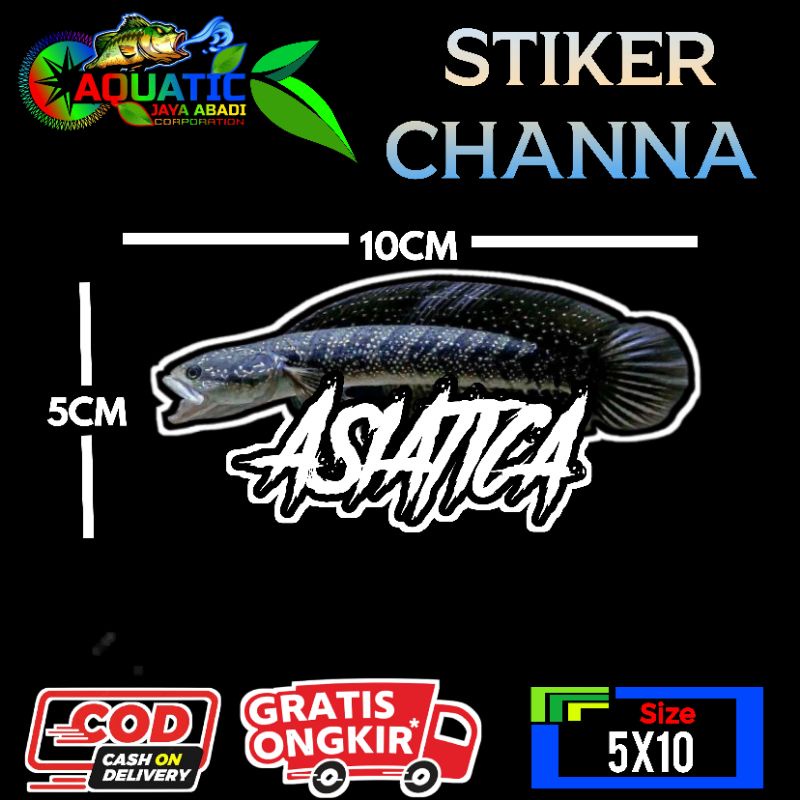 Jual Stiker Channa Asiatica White | Shopee Indonesia