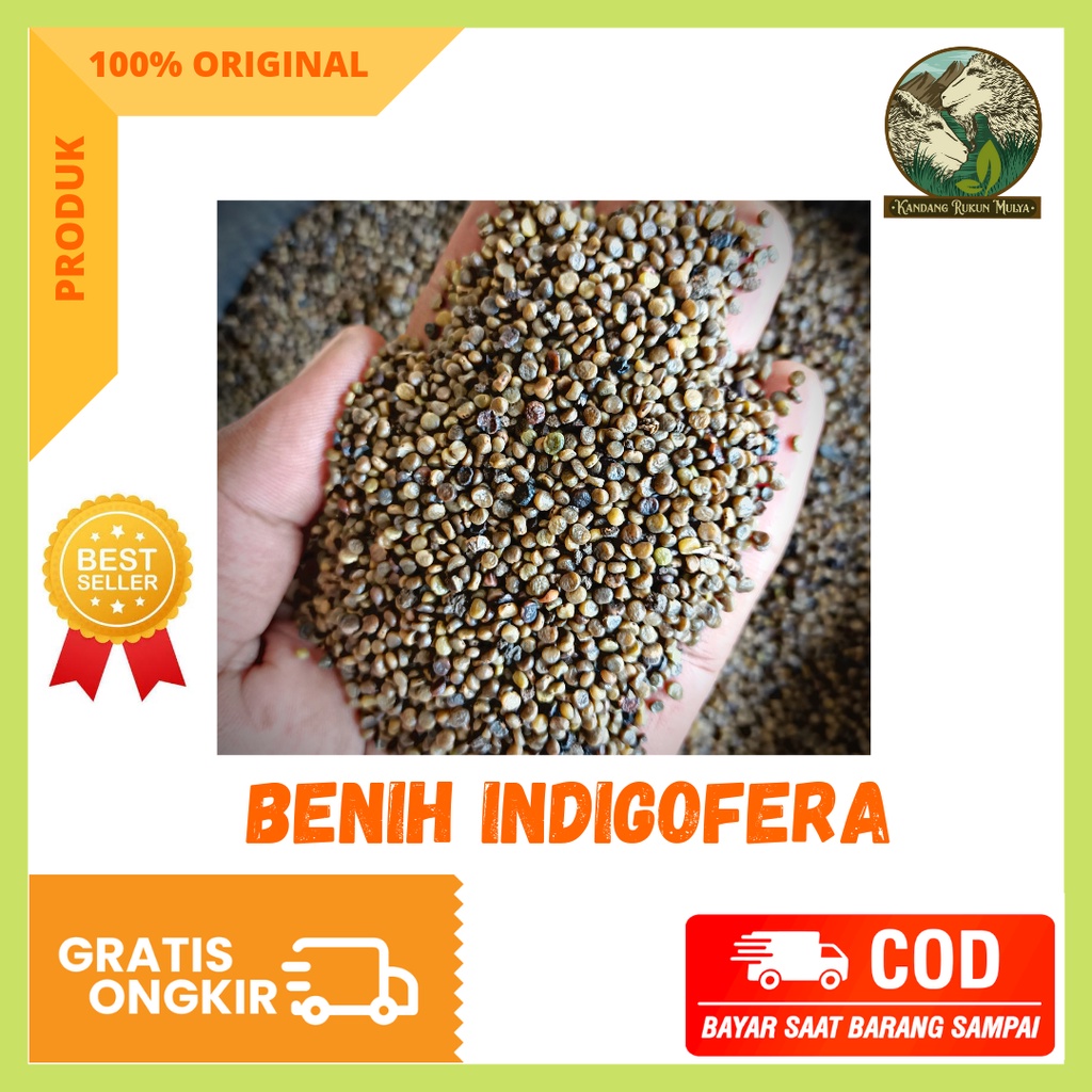 Jual Benih Biji Indigofera Untuk Pakan Ternak Isi 300 Biji | Shopee ...