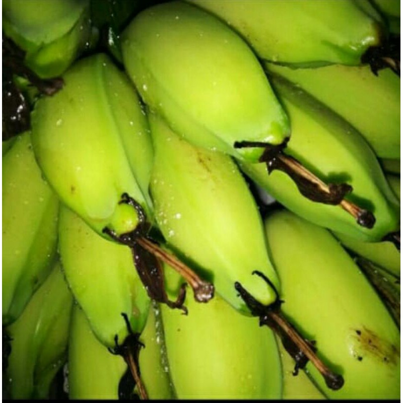 Jual Pisang Batu/Pisang Klutuk Muda Fresh 1 sisir | Shopee Indonesia