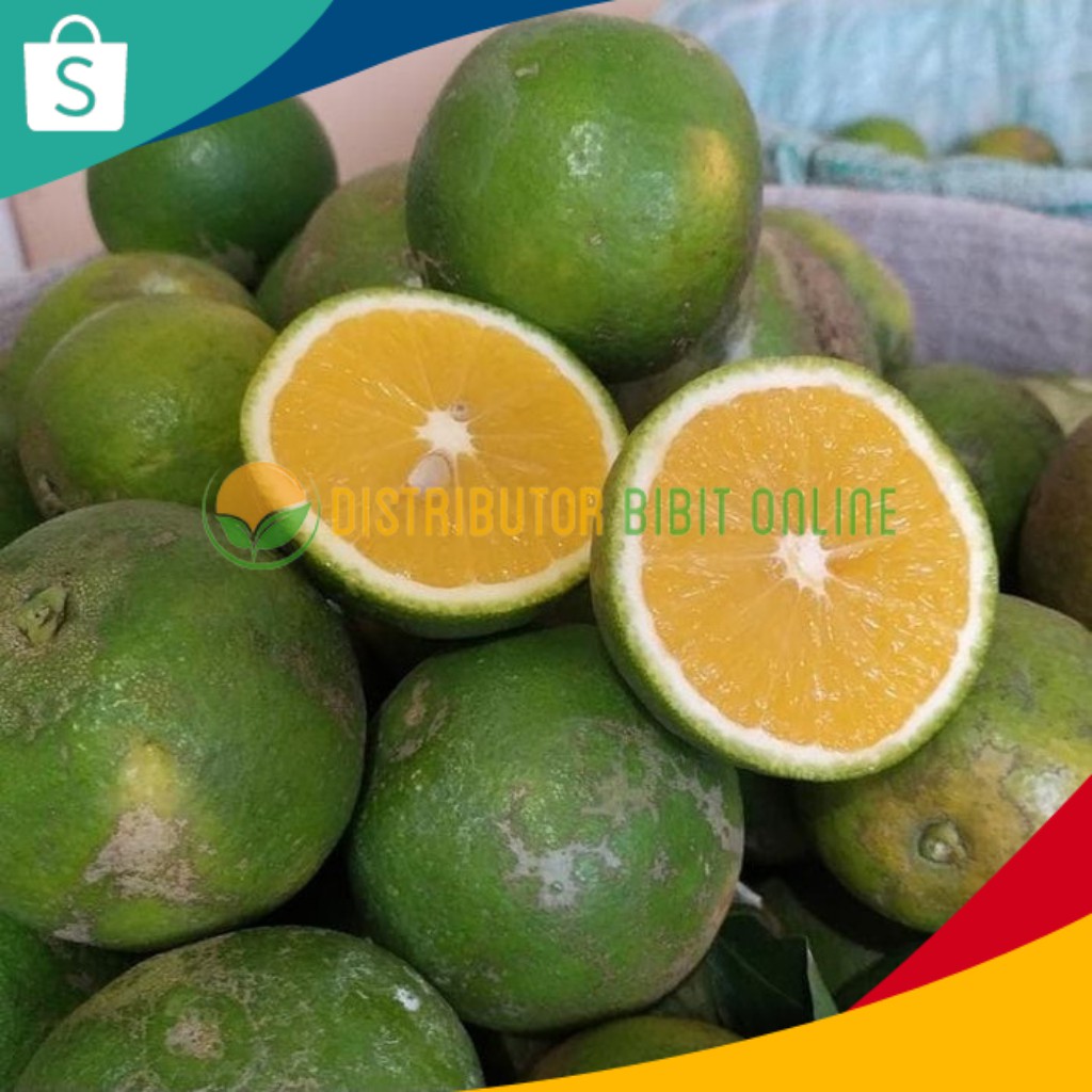 Jual Bibit Jeruk Baby Pacitan / Jeruk Baby Java | Shopee Indonesia