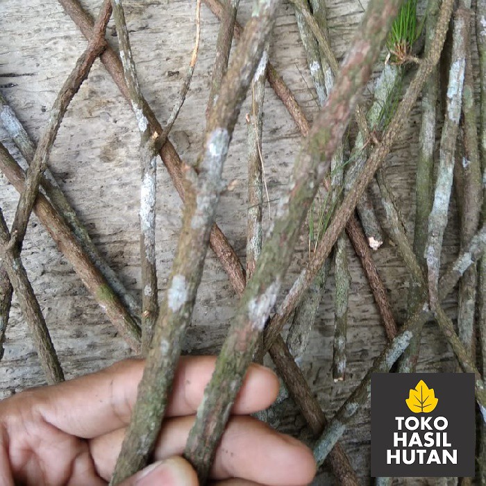Jual Ranting Kayu Pinus, Kayu Kopi untuk Hiasan & Aquascape | Toko ...
