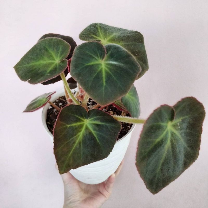 Jual Tanaman hias begonia acetose / begonia red carpet | Shopee Indonesia