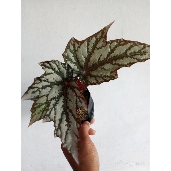 Jual begonia silver wing | Shopee Indonesia