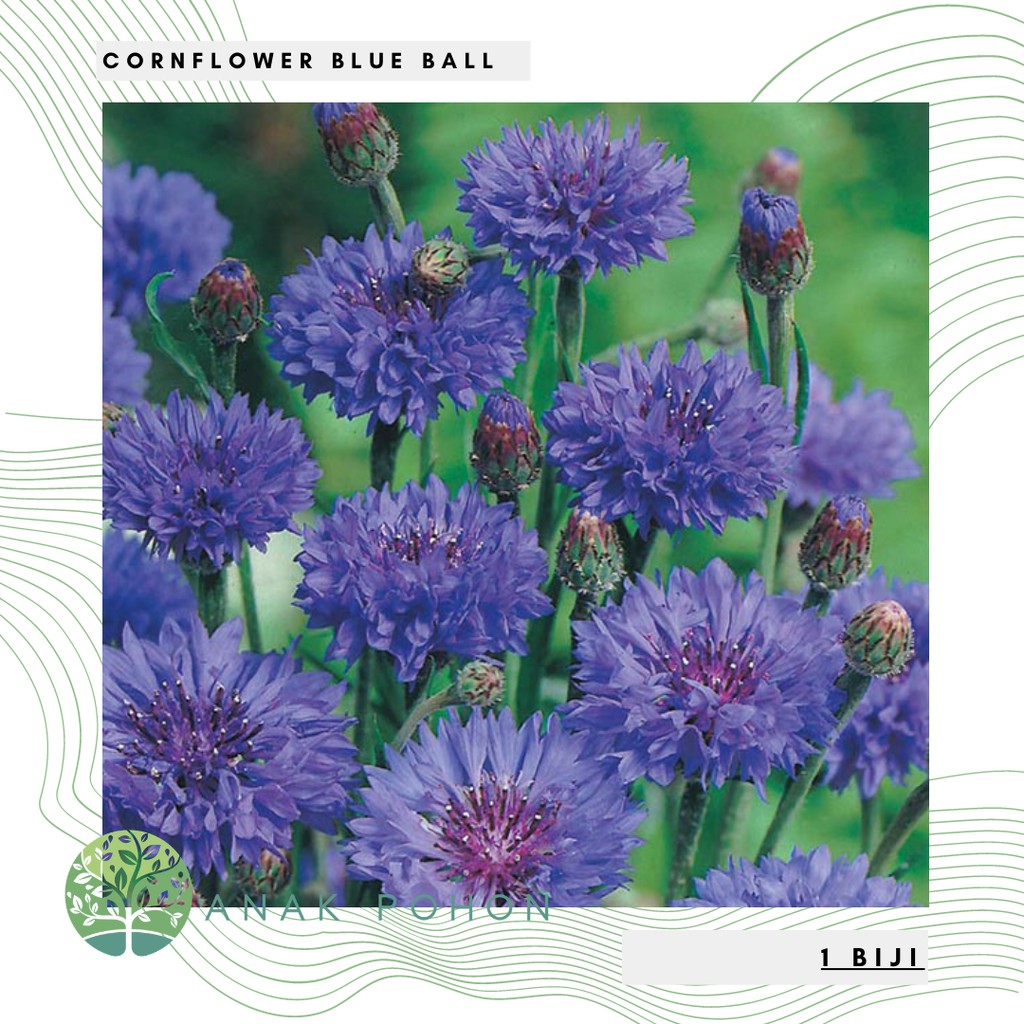 Jual Benih Bibit Biji - Bunga Cornflower Blue Ball (Centaurea cyanus ...