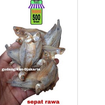 Jual ikan asin sepat rawa super netto-500g | Shopee Indonesia