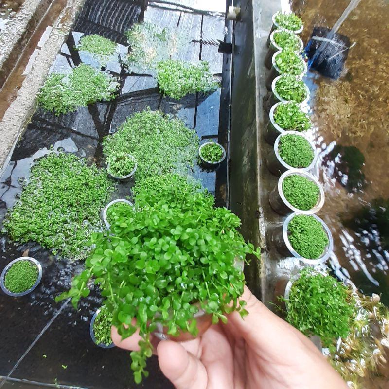 Jual Monte cup Hiasan akuarium - Tanaman Aquascape - Tanaman Air ...