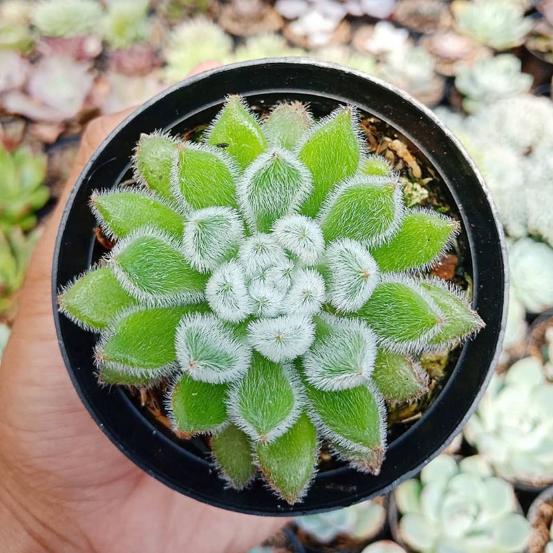 Jual Sukulen Sekulen Echeveria Setosa - Sukulen Bandung | Shopee Indonesia