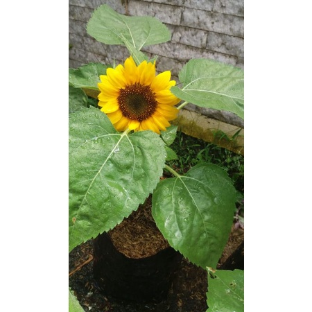 Jual biji bunga matahari pendek (satuan) | Shopee Indonesia