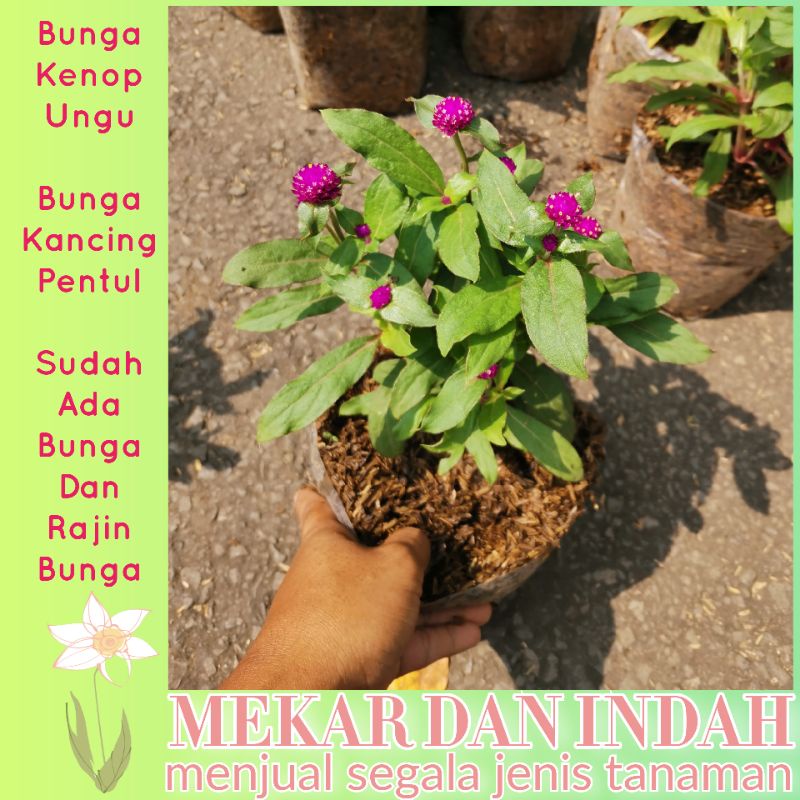 Jual tanaman hias bunga kancing pentul, bunga kenop ungu | Shopee Indonesia
