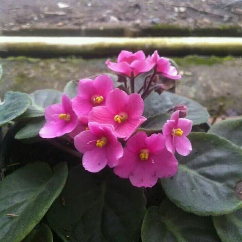 Jual Tanaman bunga violces Violet Afrika (African violets) | Shopee ...