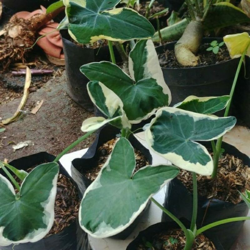 Jual TANAMAN HIAS XANTASHOMA ALBINO/KELADI TIKUS/BUNGA KANTONG SEMAR ...