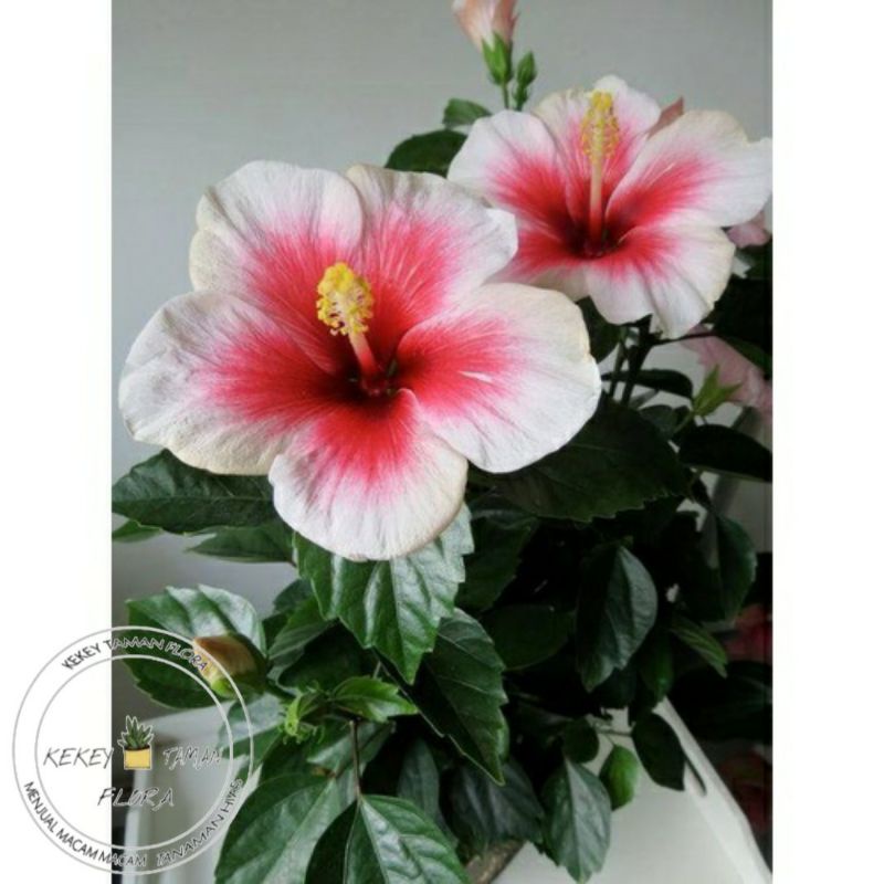 Jual Tanaman Hias Pohon Kemvang Bunga Sepatu Hibiscus Bunga Hardsadness ...