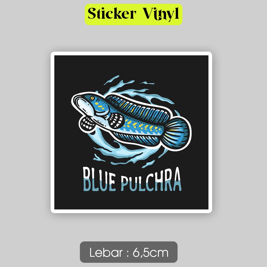 Jual Stiker Snakehead Blue Pulchra Channa Sticker Vinyl Satuaan Motif ...