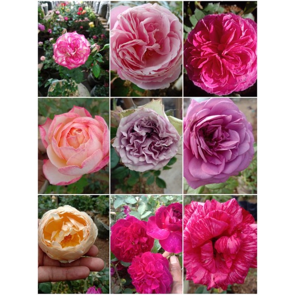 Jual Mawar Import-mawar import murah BEBAS PILIH bibit | Shopee Indonesia