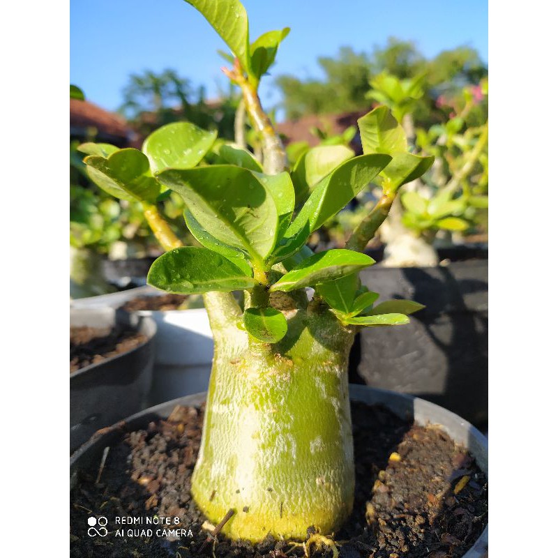 Jual adenium rcn dan thaisoco | Shopee Indonesia